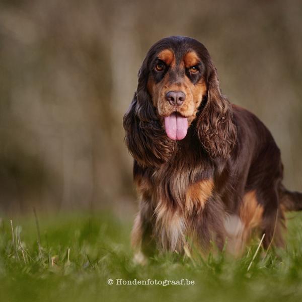 Doel/info Engelse Cocker Fokker - Trimmer| Segreto d 'Amore | Chocolate ...